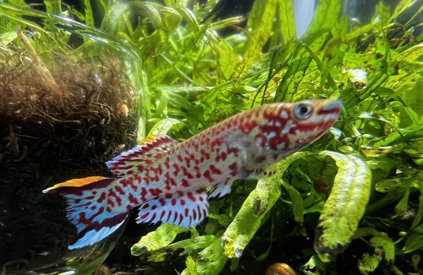 熱帯魚のアフィオセミオン・ガードネリィを徹底解説！