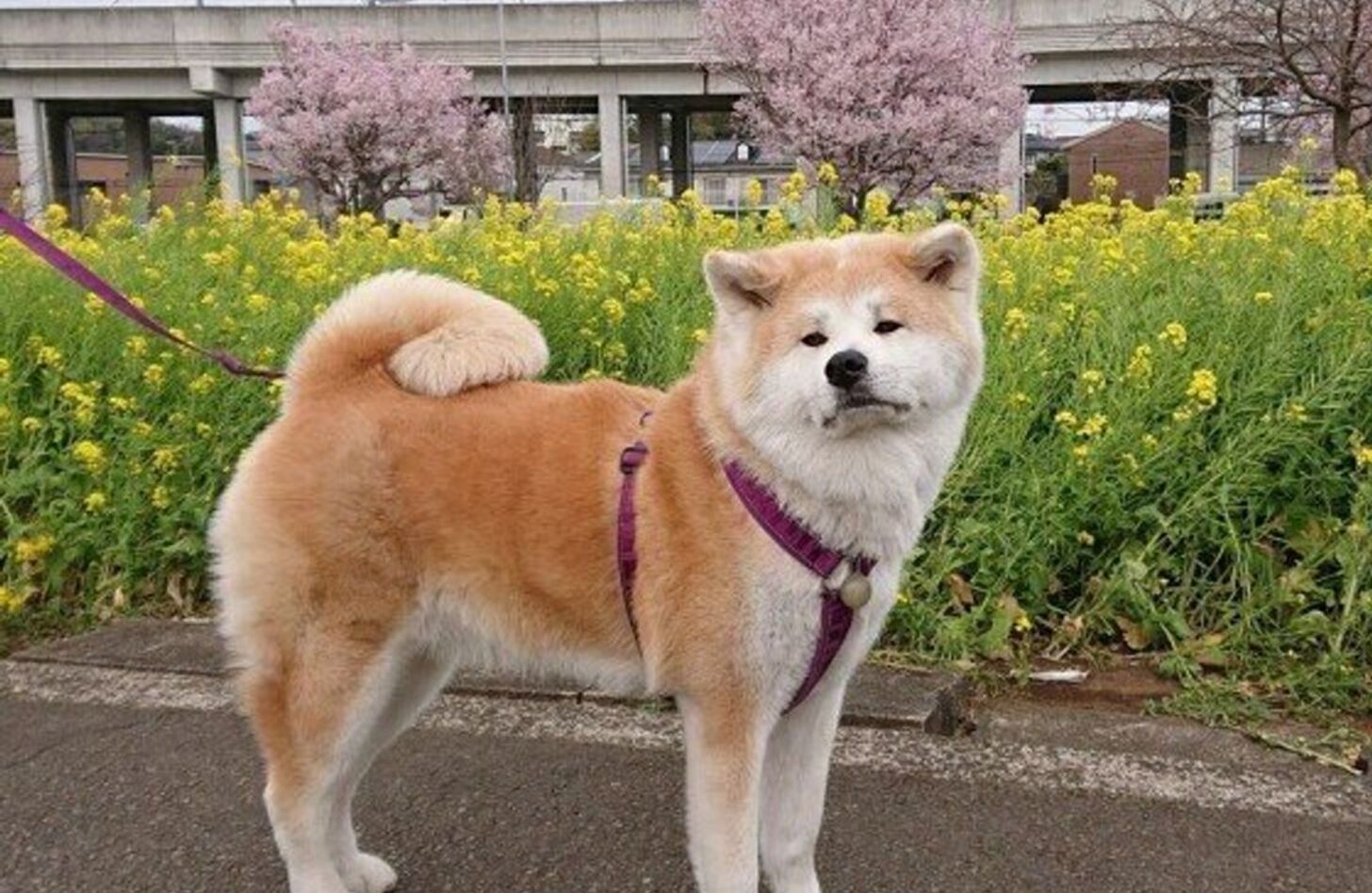 アメリカンアキタの特徴や性格、価格、飼育などを徹底解説！