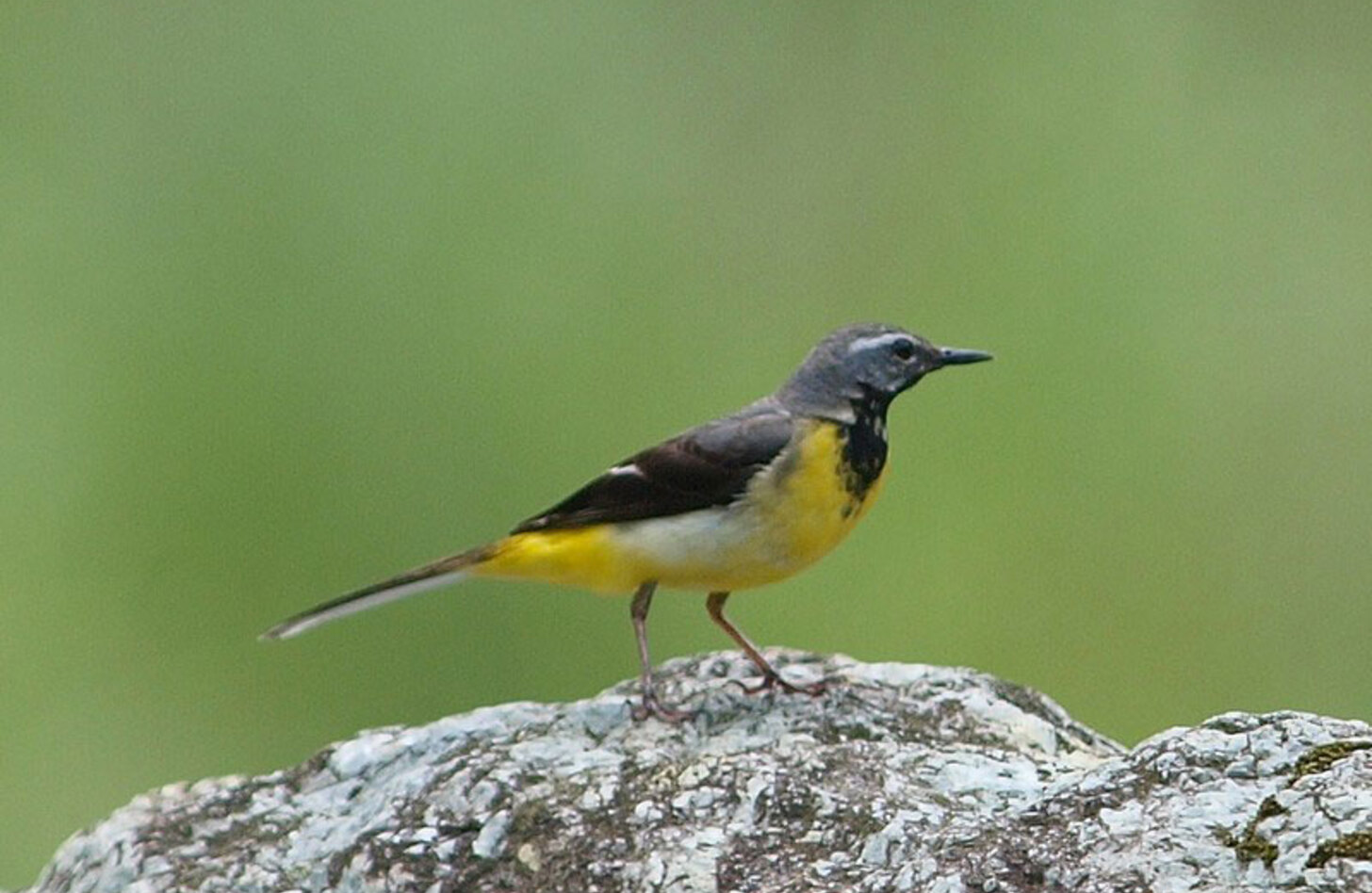 キセキレイをバードウォッチング！特徴・色・生息地・鳴き声・必要アイテム