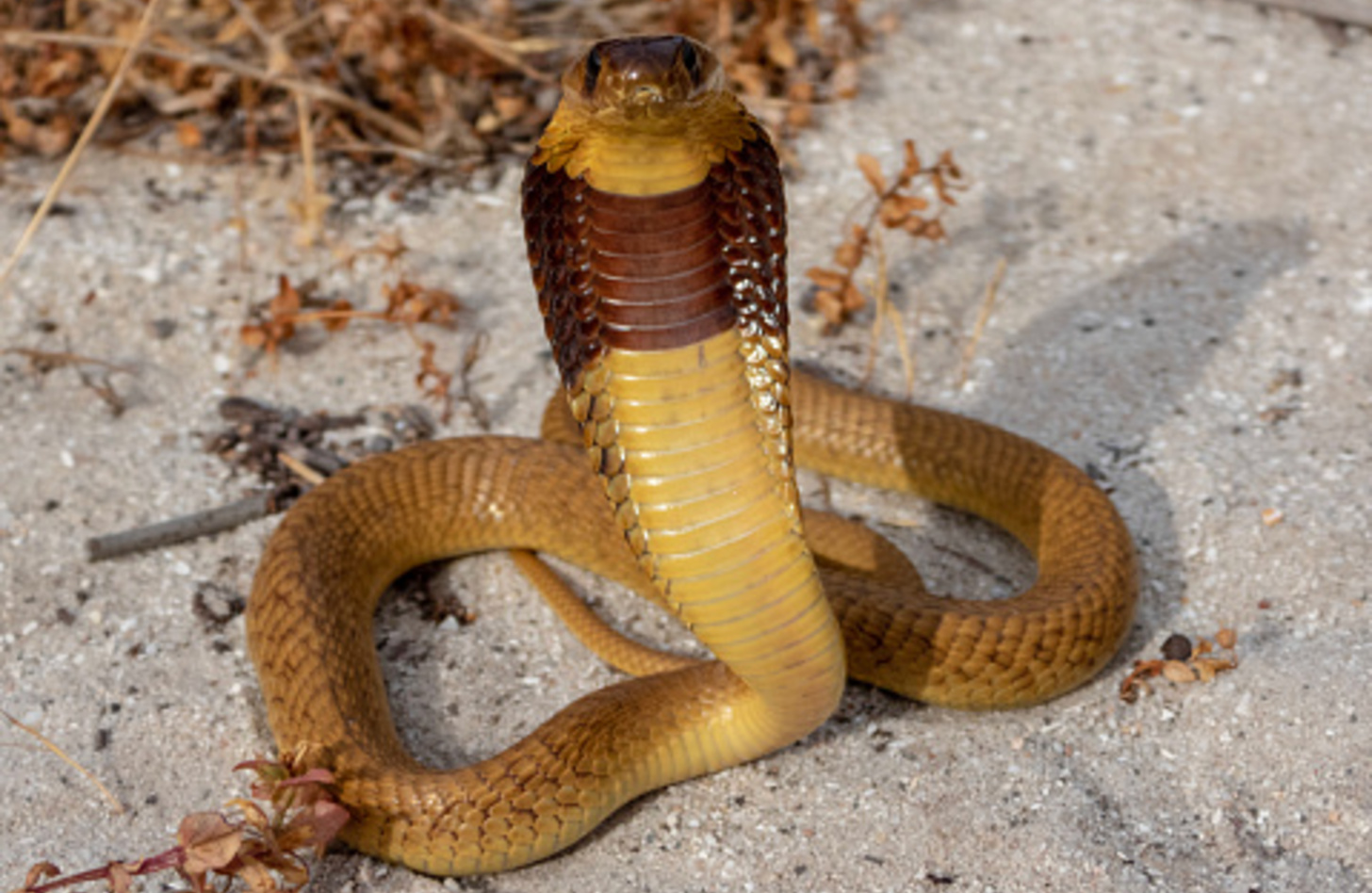 ケープコブラってどんなヘビ？性格は？生息地は？徹底解説！