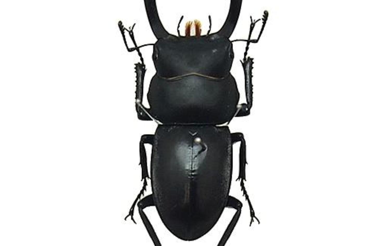 コクワガタの価格は？飼い方や生息地も解説！