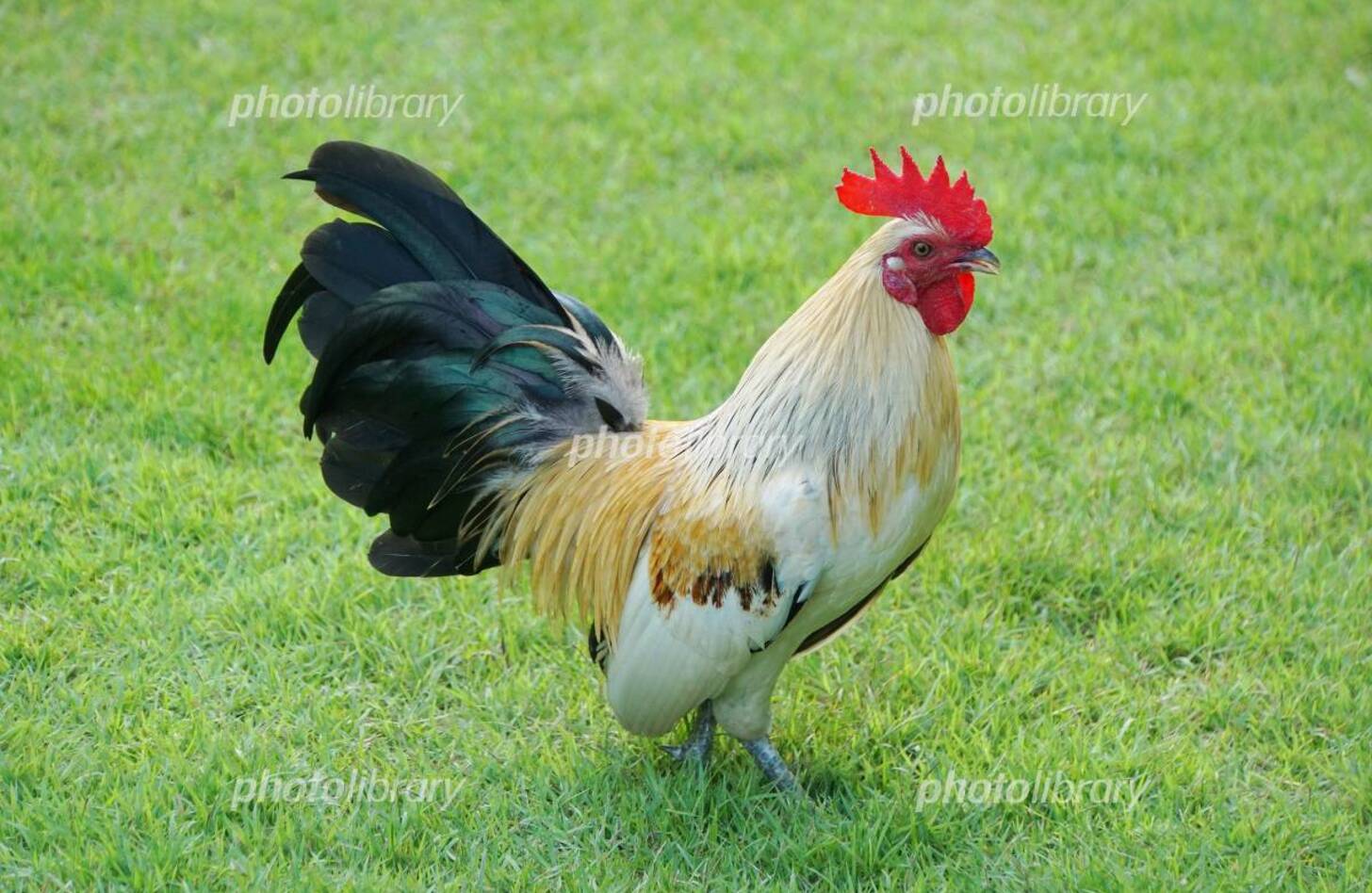 ニワトリを飼う準備！性格・餌・価格・寿命・色・ハンドリング・環境まとめ