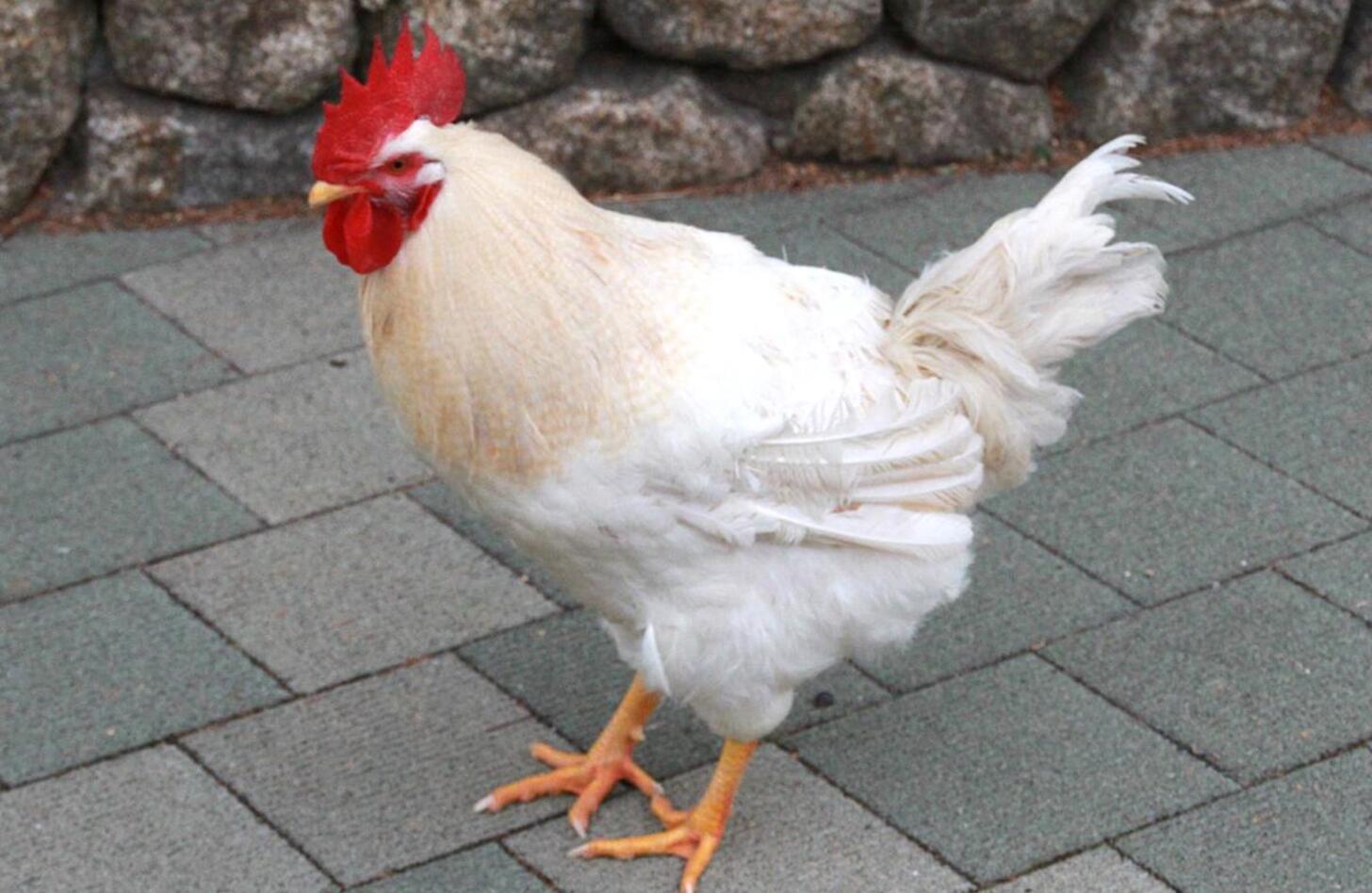 ニワトリを飼う準備！性格・餌・価格・寿命・色・ハンドリング・環境まとめ