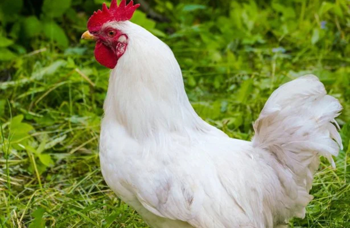 ニワトリを飼う準備！性格・餌・価格・寿命・色・ハンドリング・環境まとめ