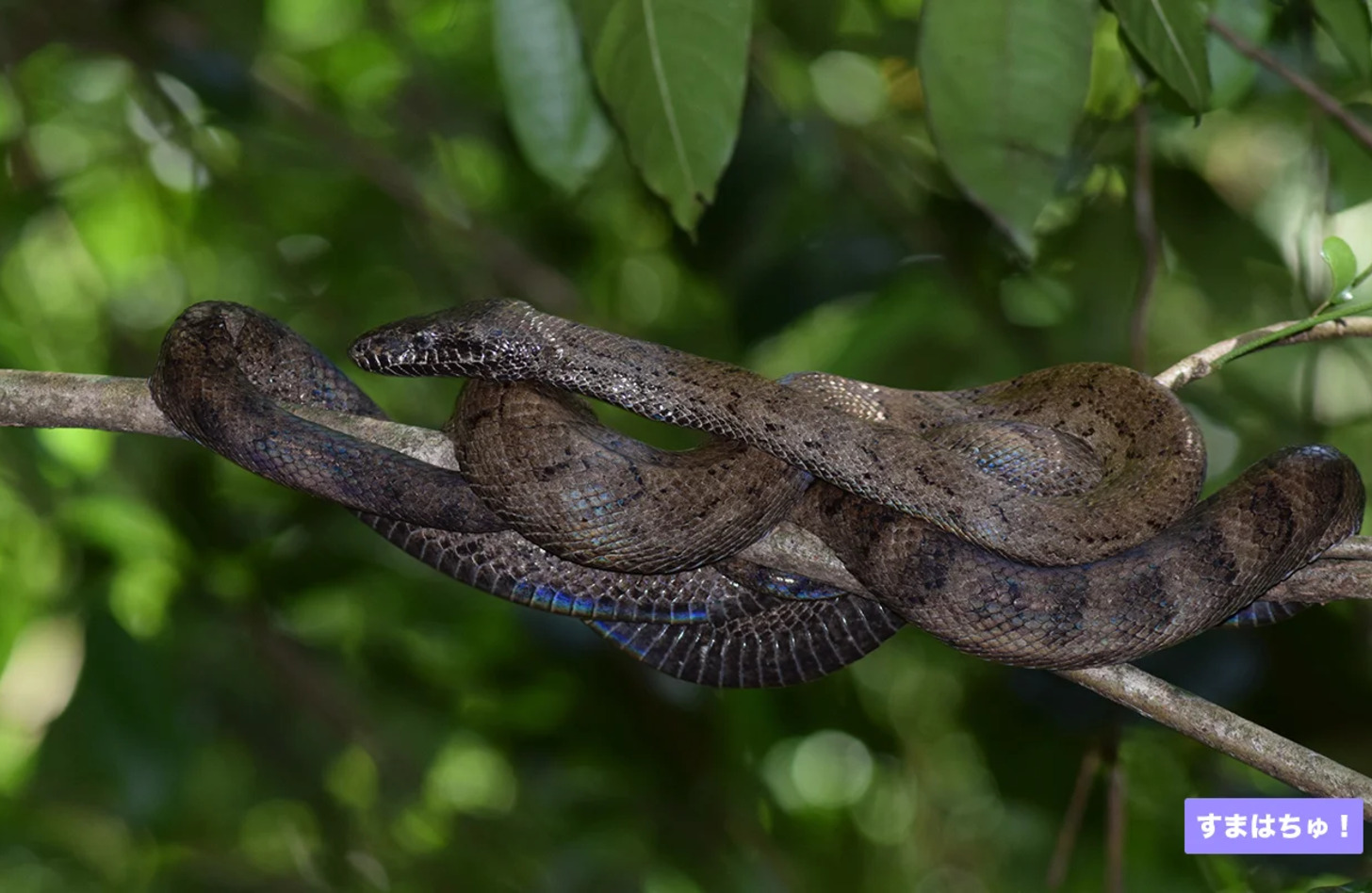 ハイチボアってどんなヘビ？性格は？生息地は？徹底解説！