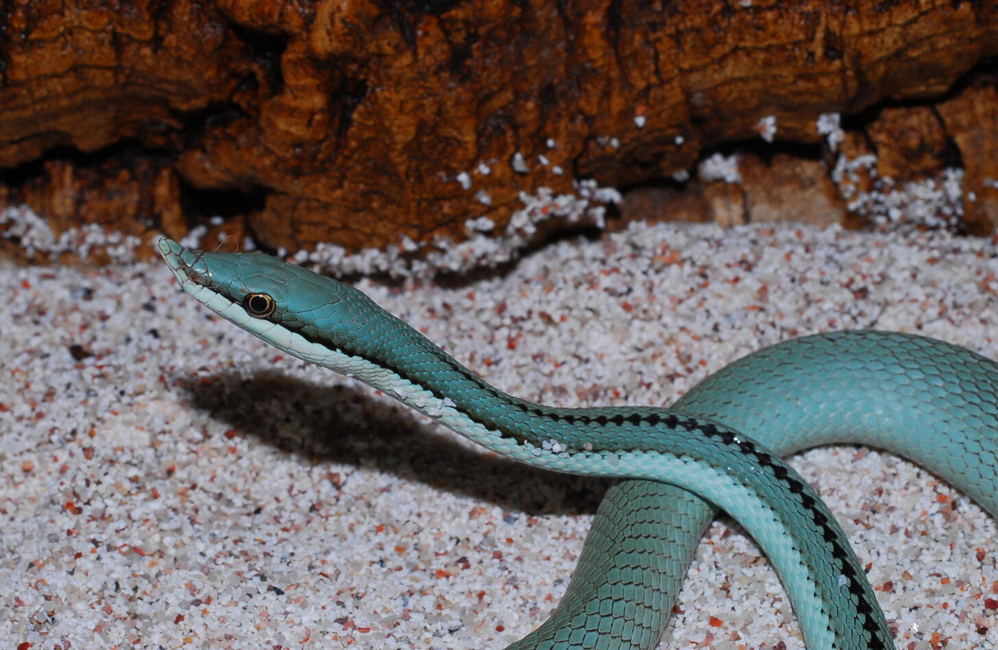 バロンコダマヘビってどんなヘビ？性格は？生息地は？徹底解説！