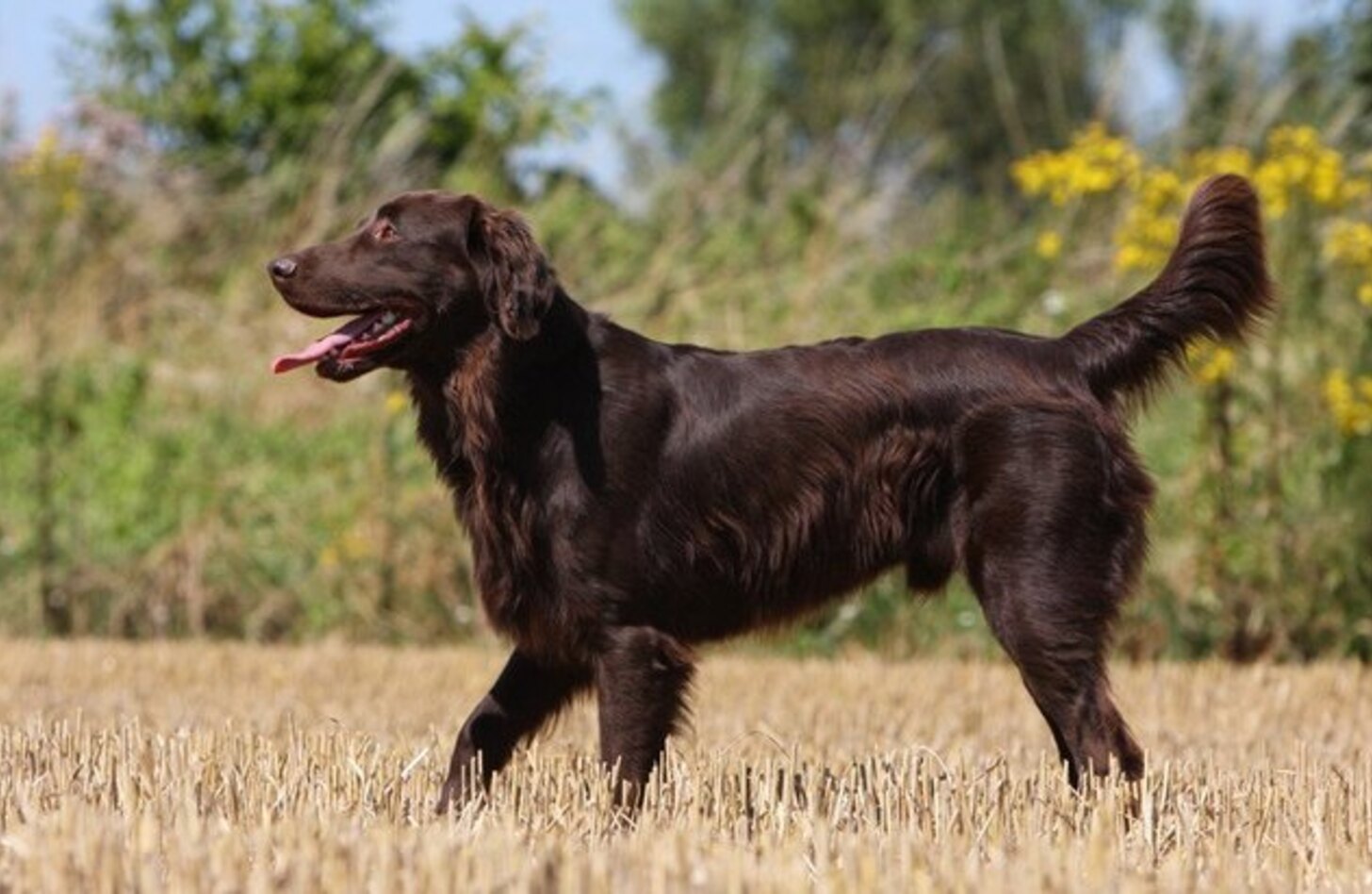 フラットコーテッドレトリバーの特徴や性格、価格などを徹底解説！