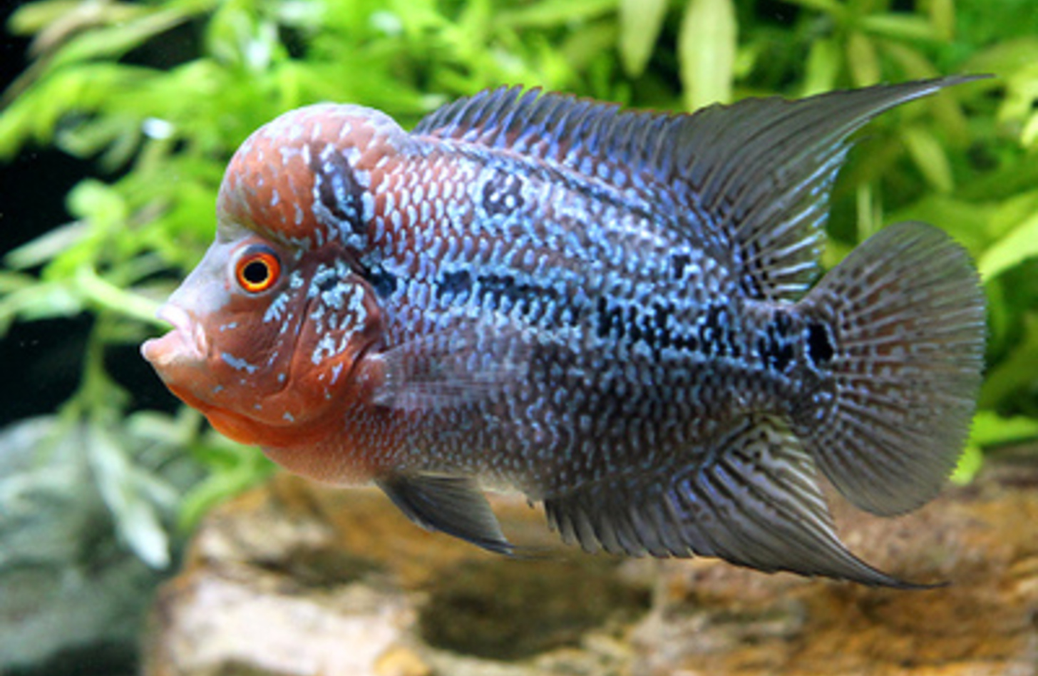 フラワーホーンってどんな熱帯魚？価格や寿命、餌など徹底解説！