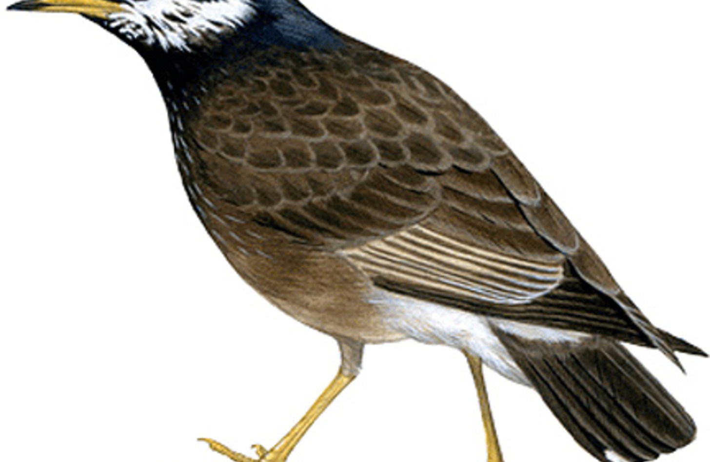 ムクドリの鳴き声を聴こう！野鳥ムクドリの特徴や性格、飼育方法など